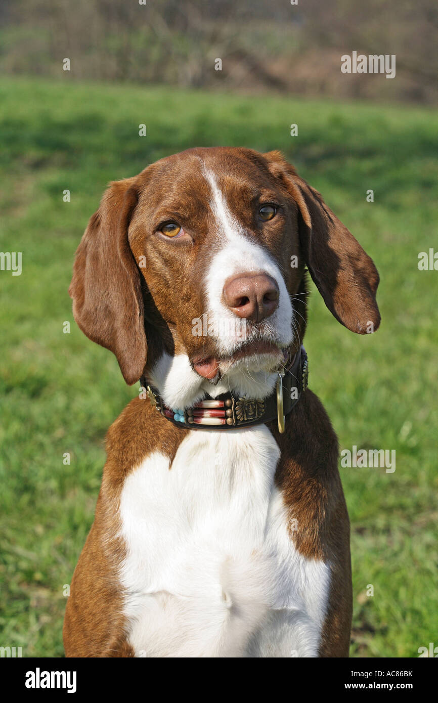 hybrid hunting dog - portrait Stock Photo - Alamy
