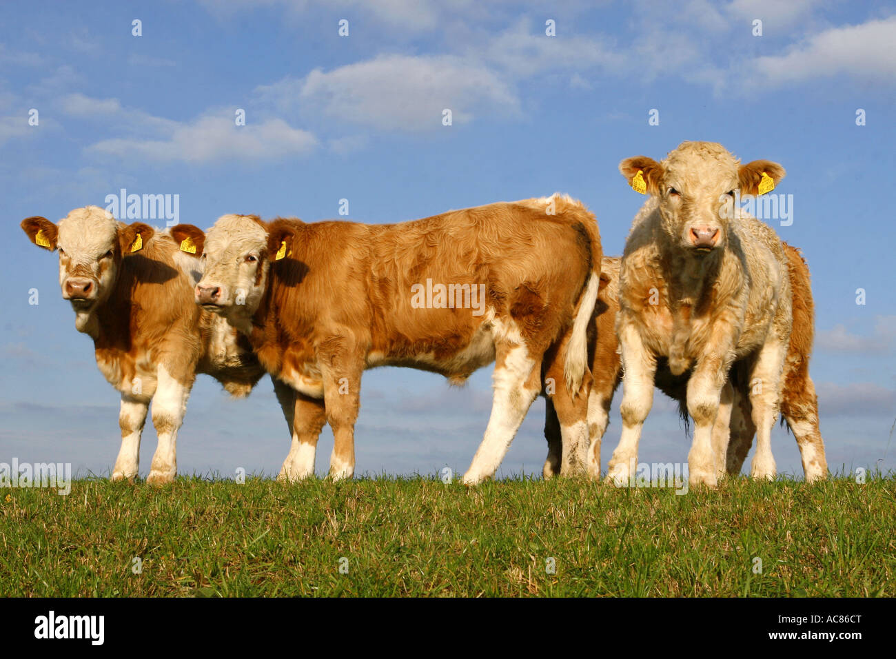 three young cows on a meadow Stock Photo - Alamy