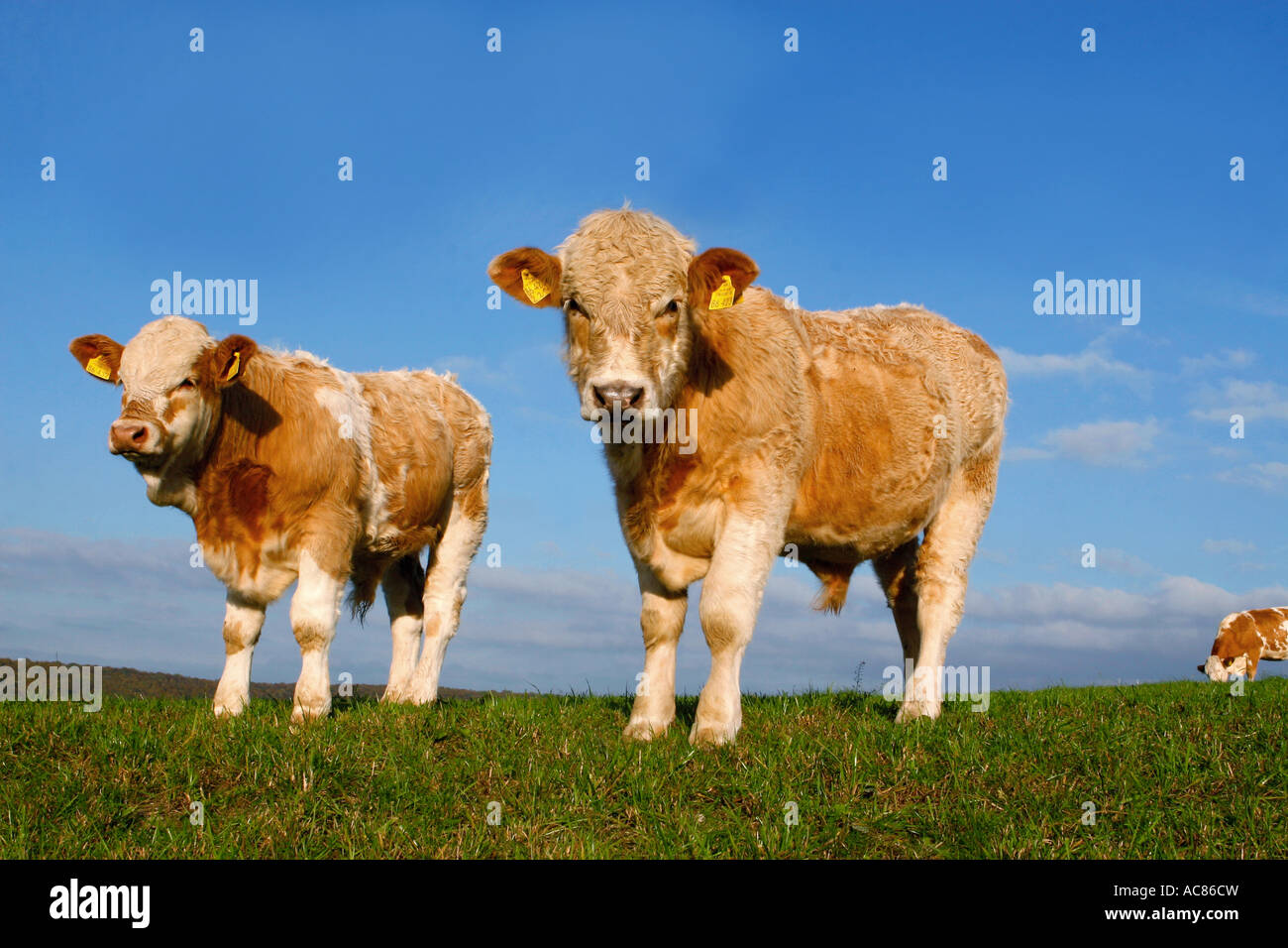 Two Cows Stand High Resolution Stock Photography and Images - Alamy