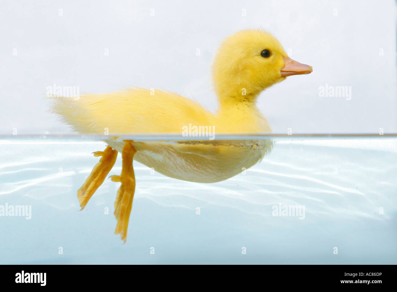 Domestic duck. Duckling swimming. Studio picture Stock Photo - Alamy