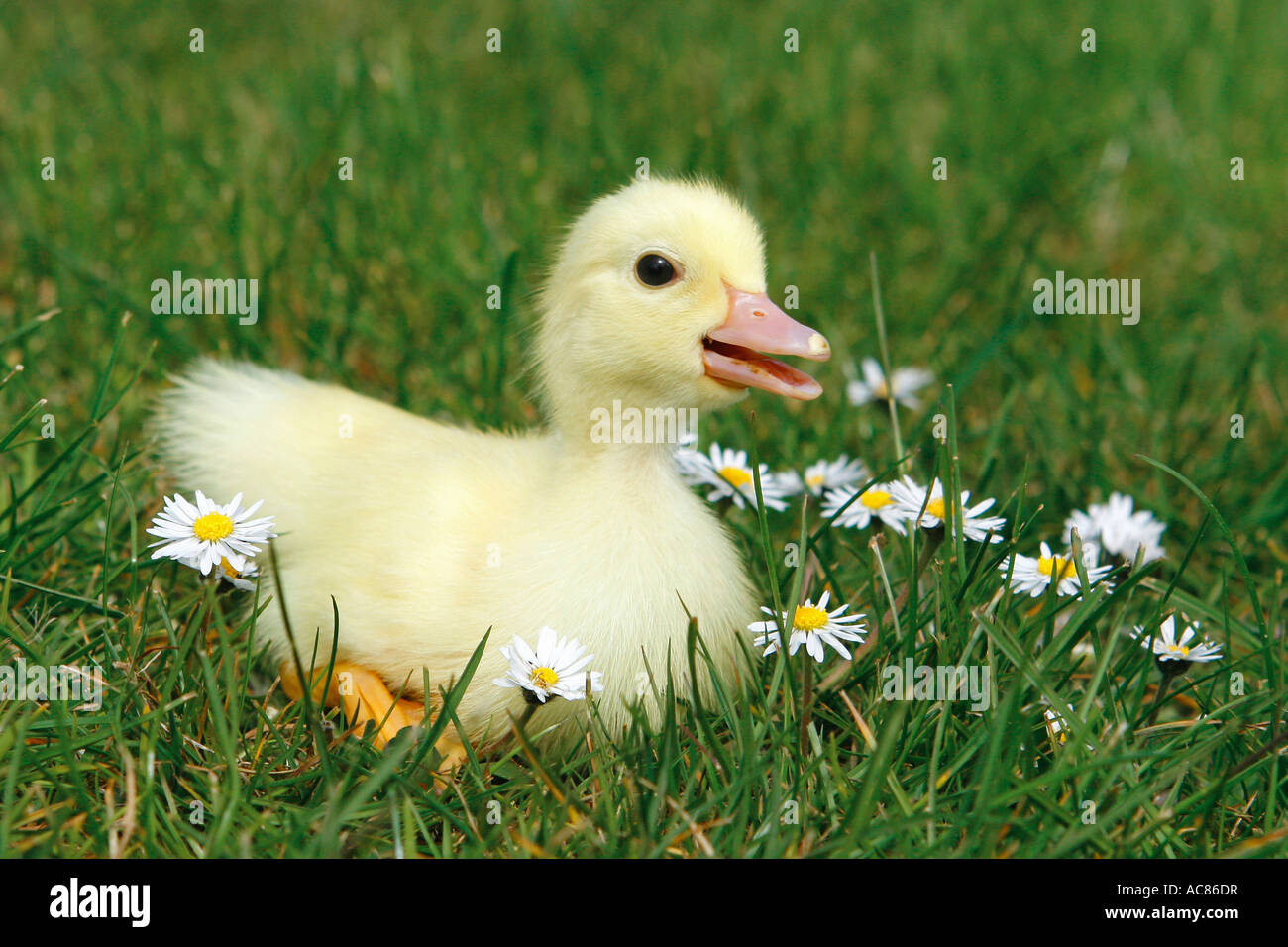 Domestic duck. Duckling in grass Stock Photo - Alamy