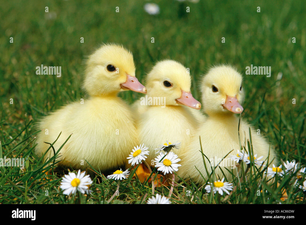 three chicks - on meadow Stock Photo - Alamy