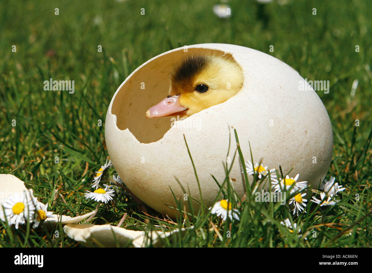 Domestic Duck. Duckling looking out from eggshell Stock Photo - Alamy