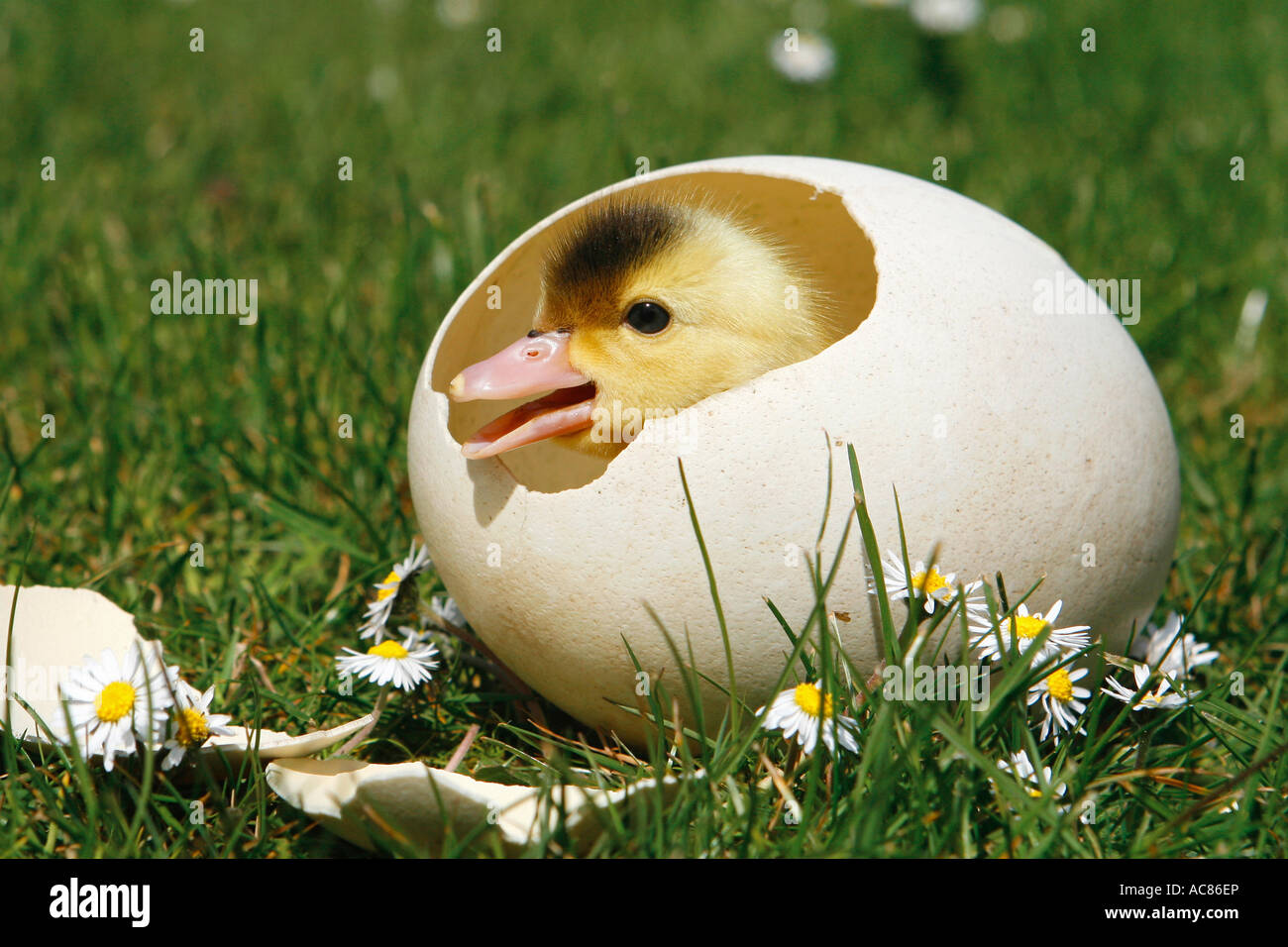 Domestic Duck. Duckling looking out from eggshell Stock Photo - Alamy