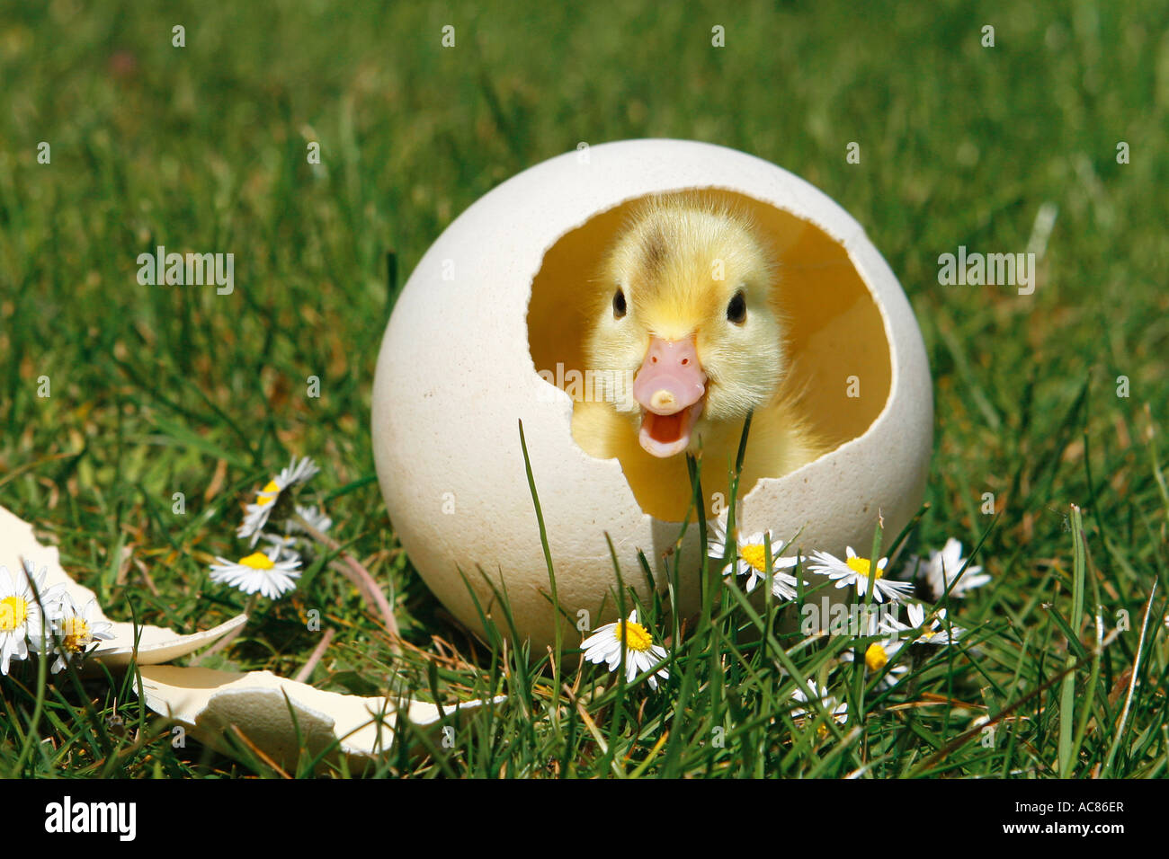 Domestic Duck. Duckling looking out from eggshell Stock Photo - Alamy