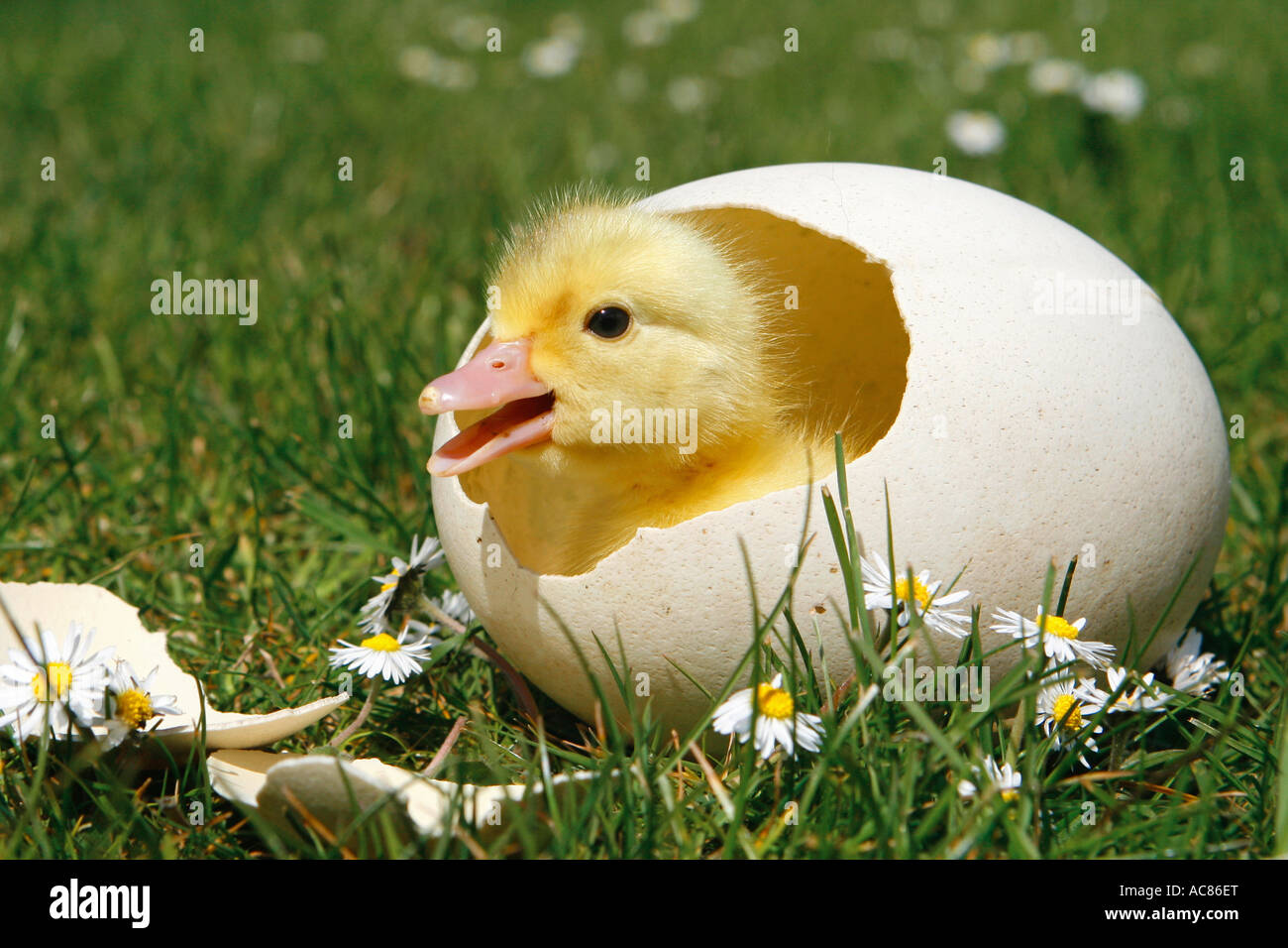 Domestic Duck. Duckling looking out from eggshell Stock Photo - Alamy