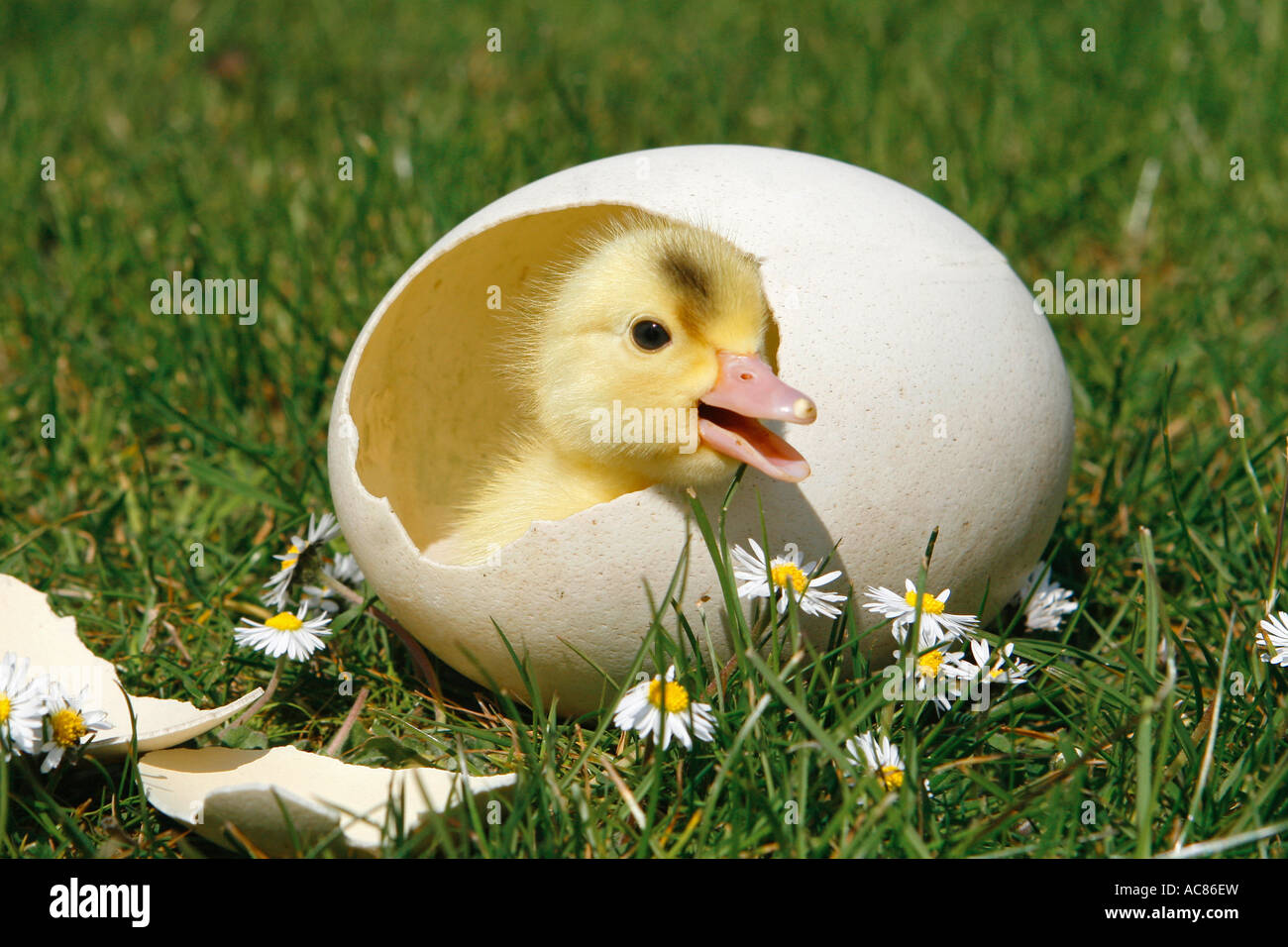 Domestic Duck. Duckling looking out from eggshell Stock Photo - Alamy
