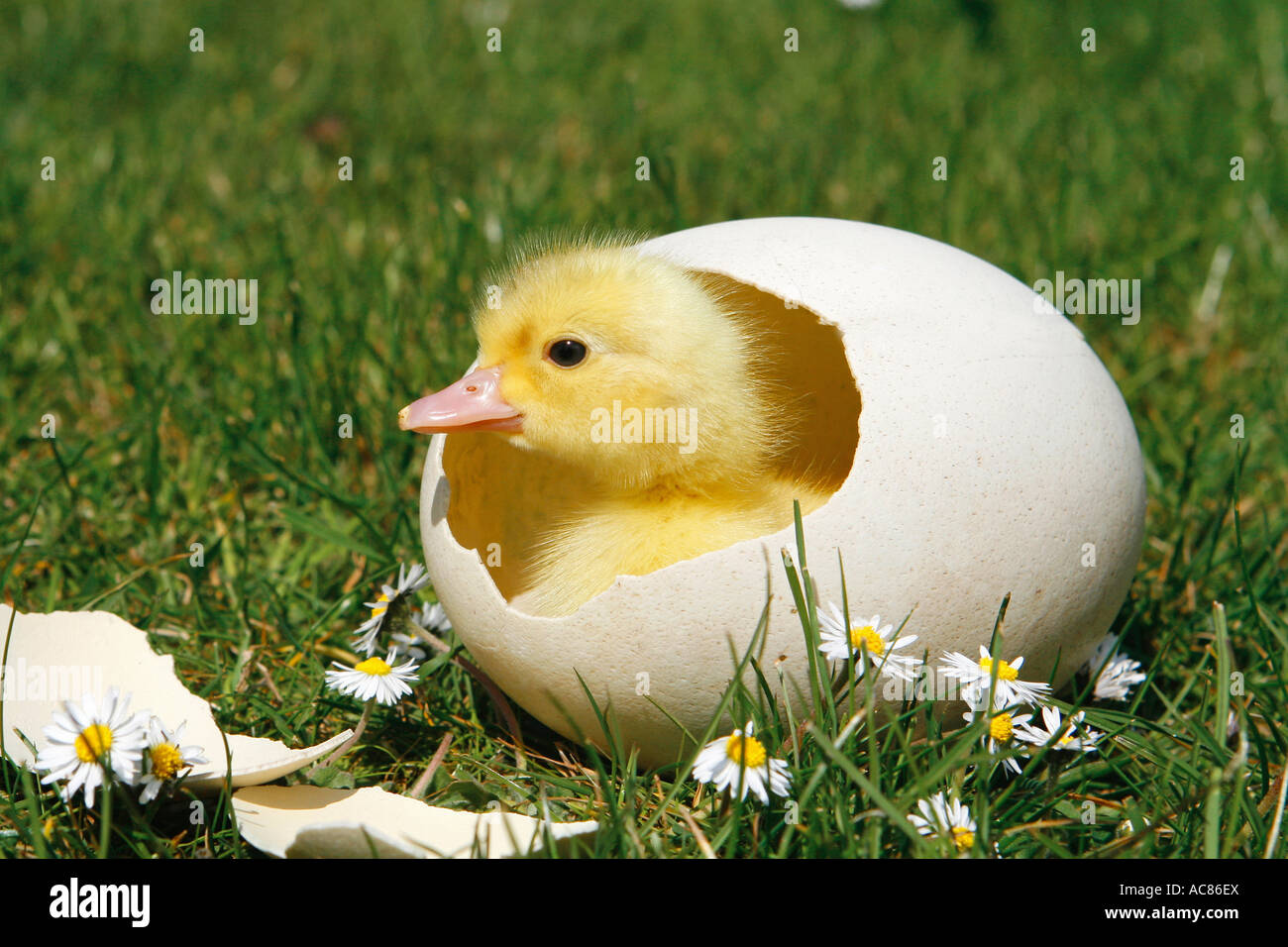 Domestic Duck. Duckling looking out from eggshell Stock Photo - Alamy