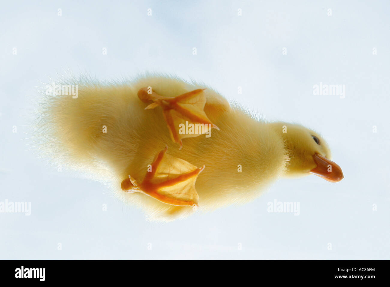chick - standing Stock Photo - Alamy