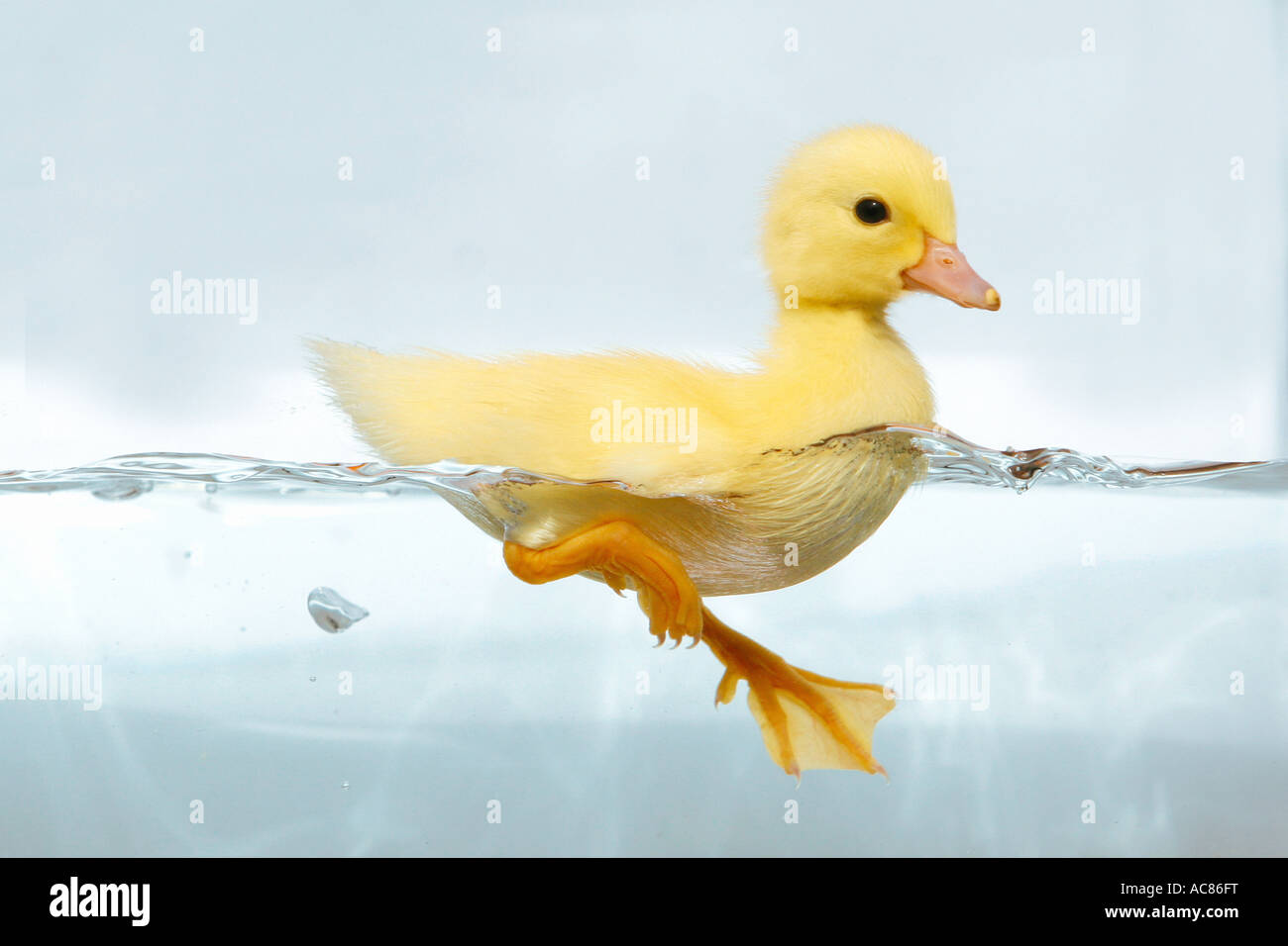 Domestic duck. Duckling swimming. Studio picture Stock Photo - Alamy