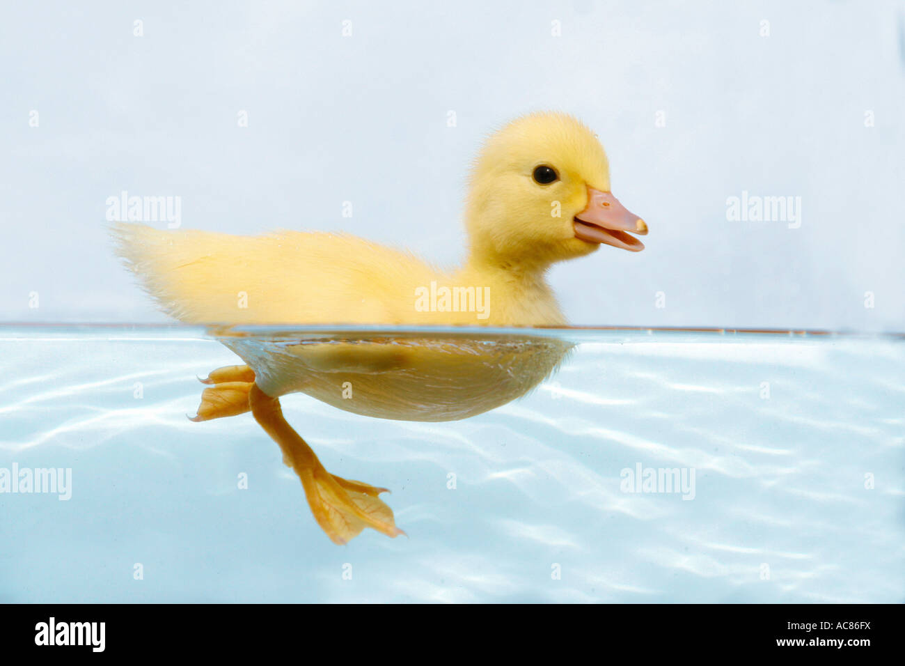 Domestic Duck (Anas platyrhynchos), duckling on water Stock Photo - Alamy