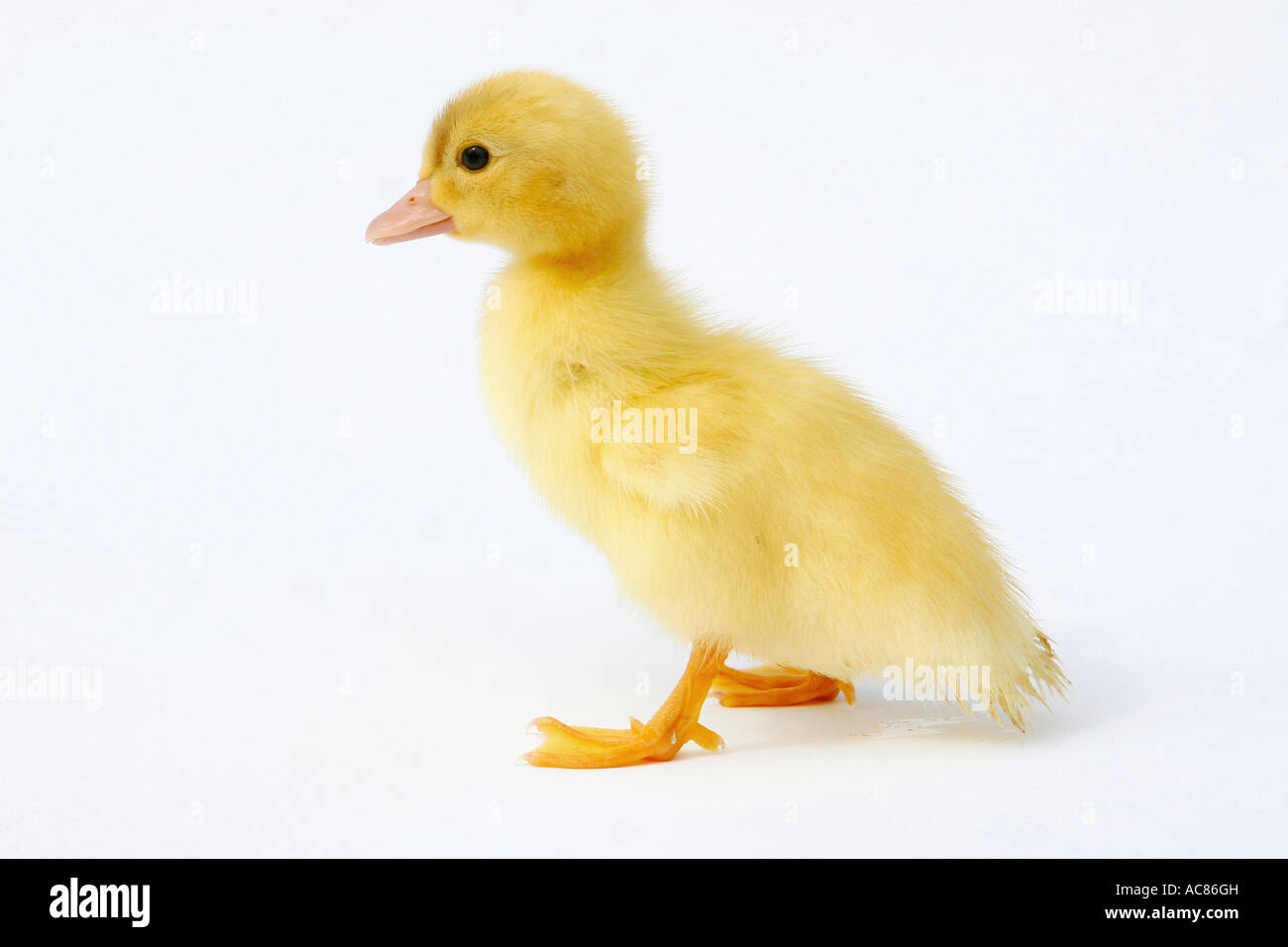Domestic duck. Duckling standing. Studio picture against a white ...