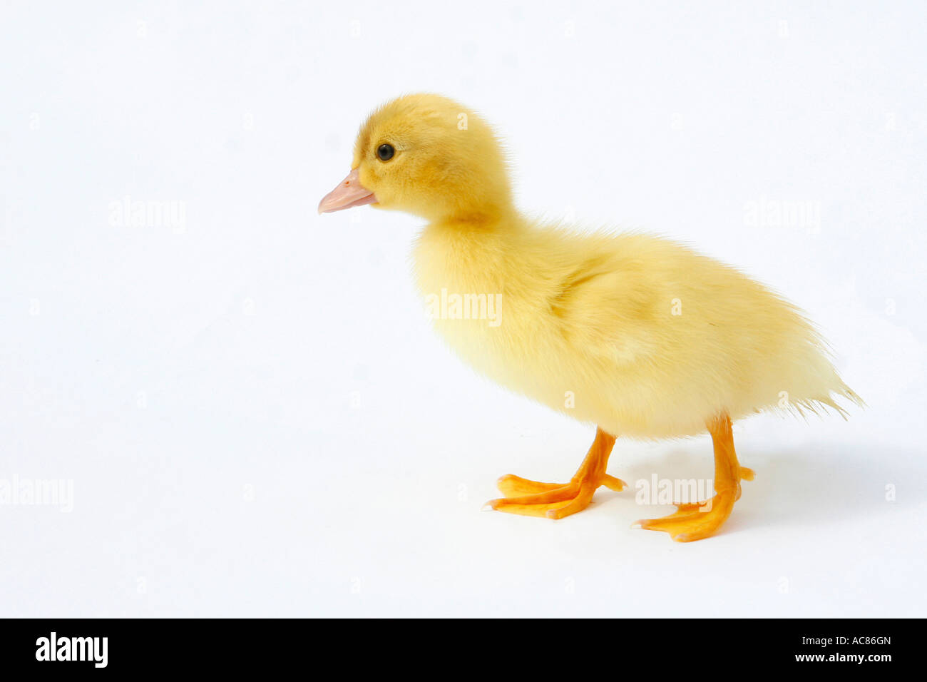 Domestic duck. Duckling walking. Studio picture against a white ...