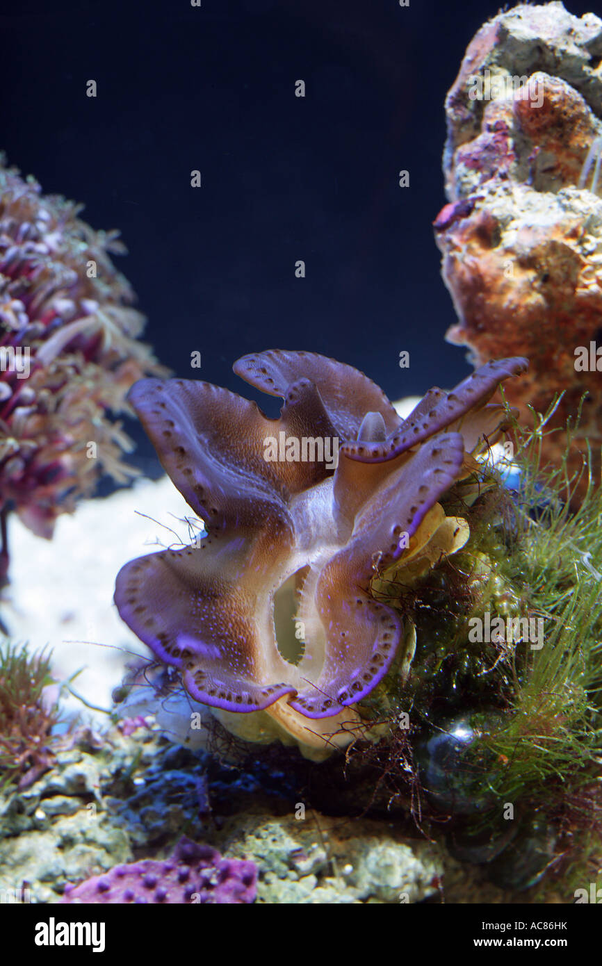 giant clam / Tridacna maxima Stock Photo - Alamy