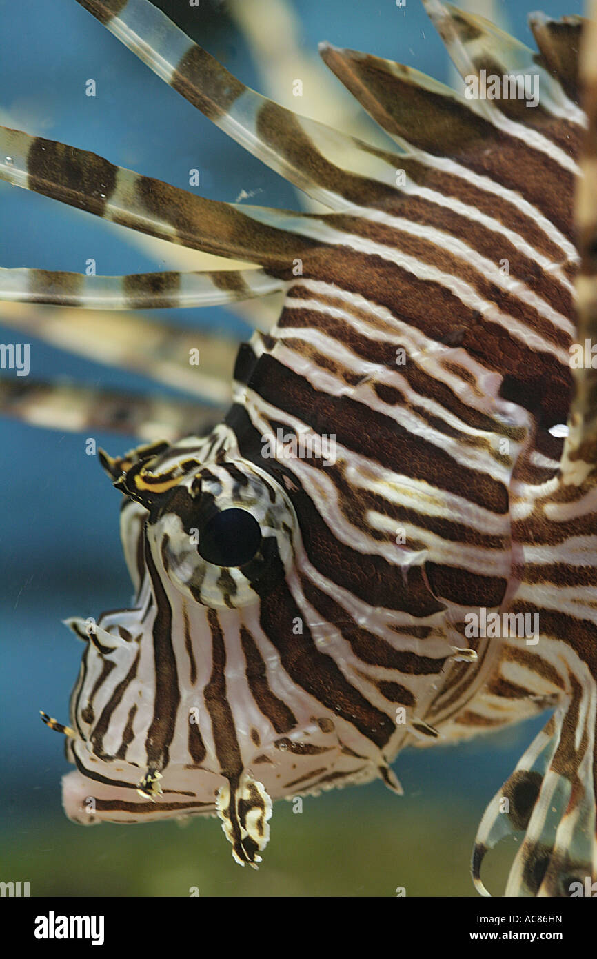 Broadbarred firefish hi-res stock photography and images - Alamy