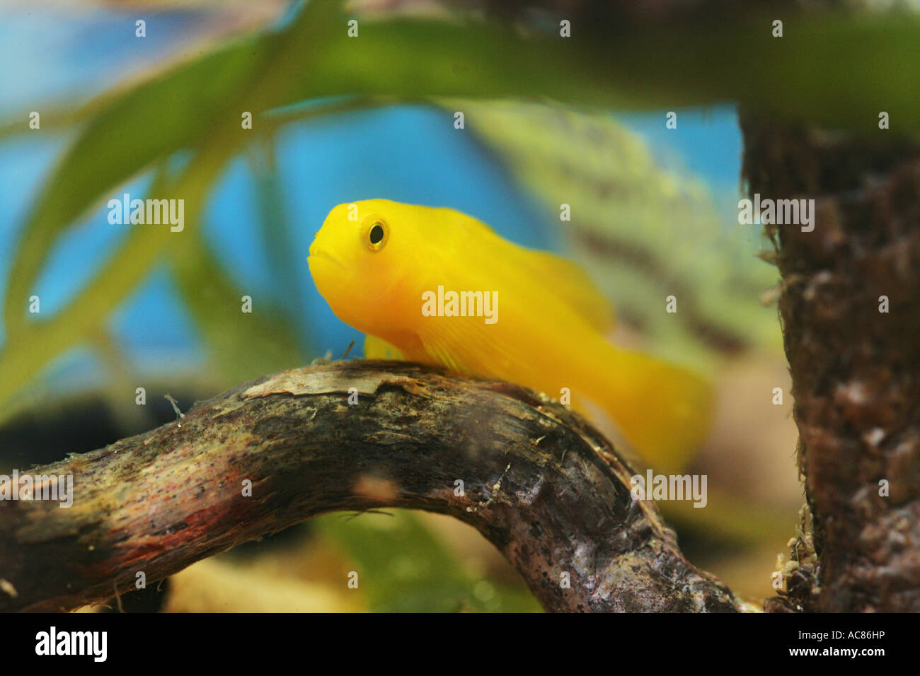 yellow goby / Gobiidae Stock Photo - Alamy