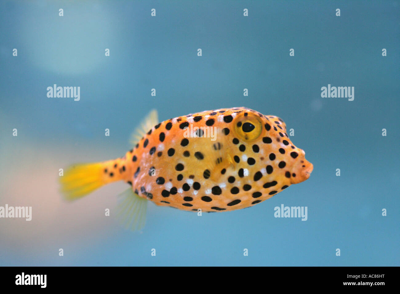 yellow boxfish / Ostracion cubicus Stock Photo - Alamy