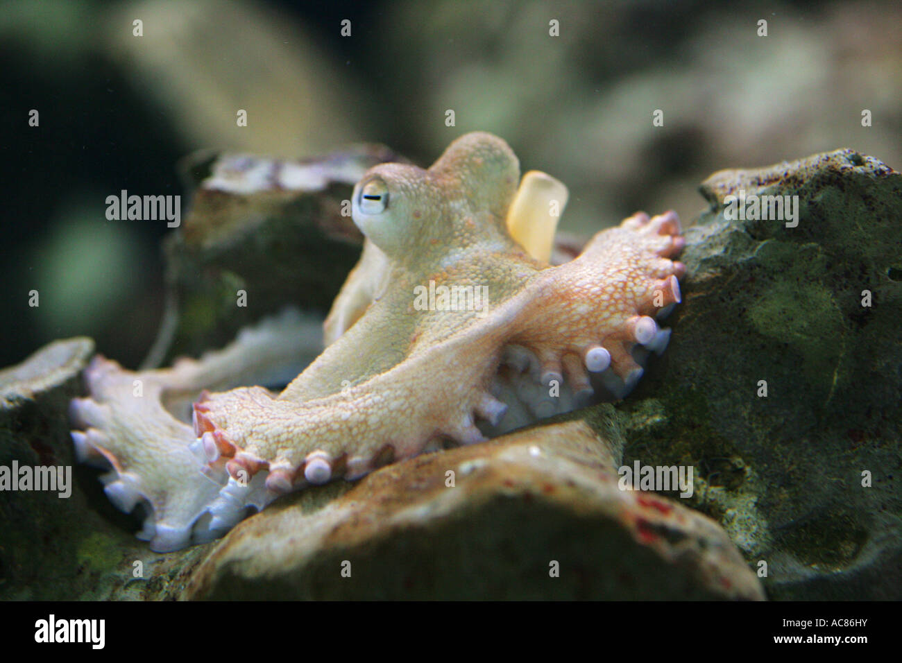 common octopus / Octopus vulgaris Stock Photo - Alamy