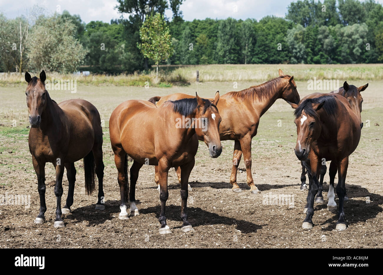horses - on paddock Stock Photo - Alamy