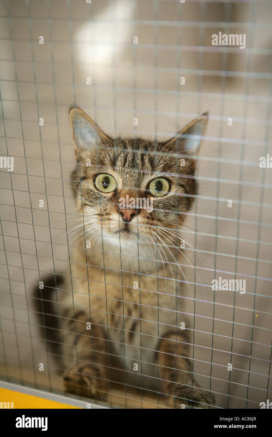 cat in animal shelter Stock Photo - Alamy
