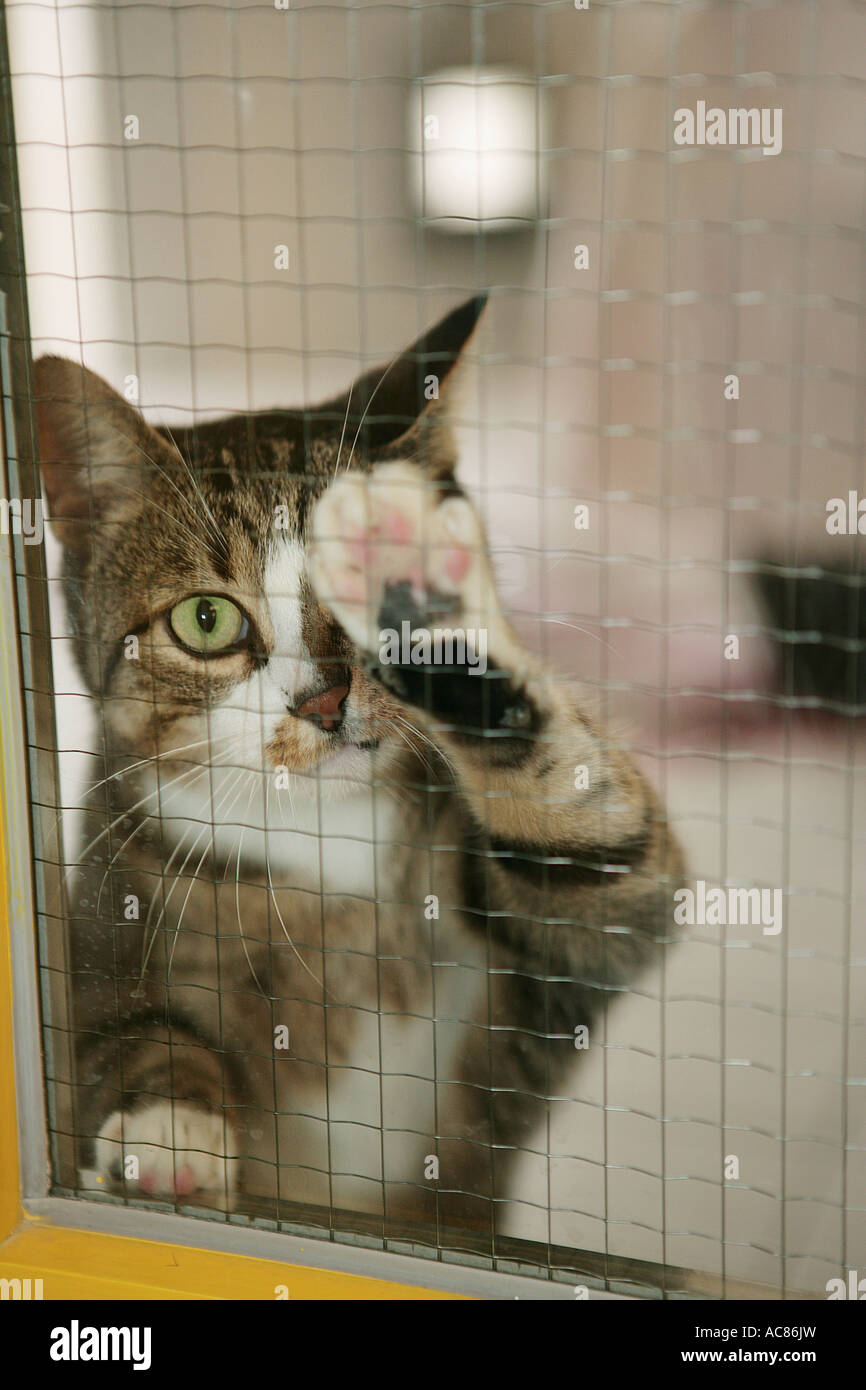 cat - in animal shelter Stock Photo - Alamy
