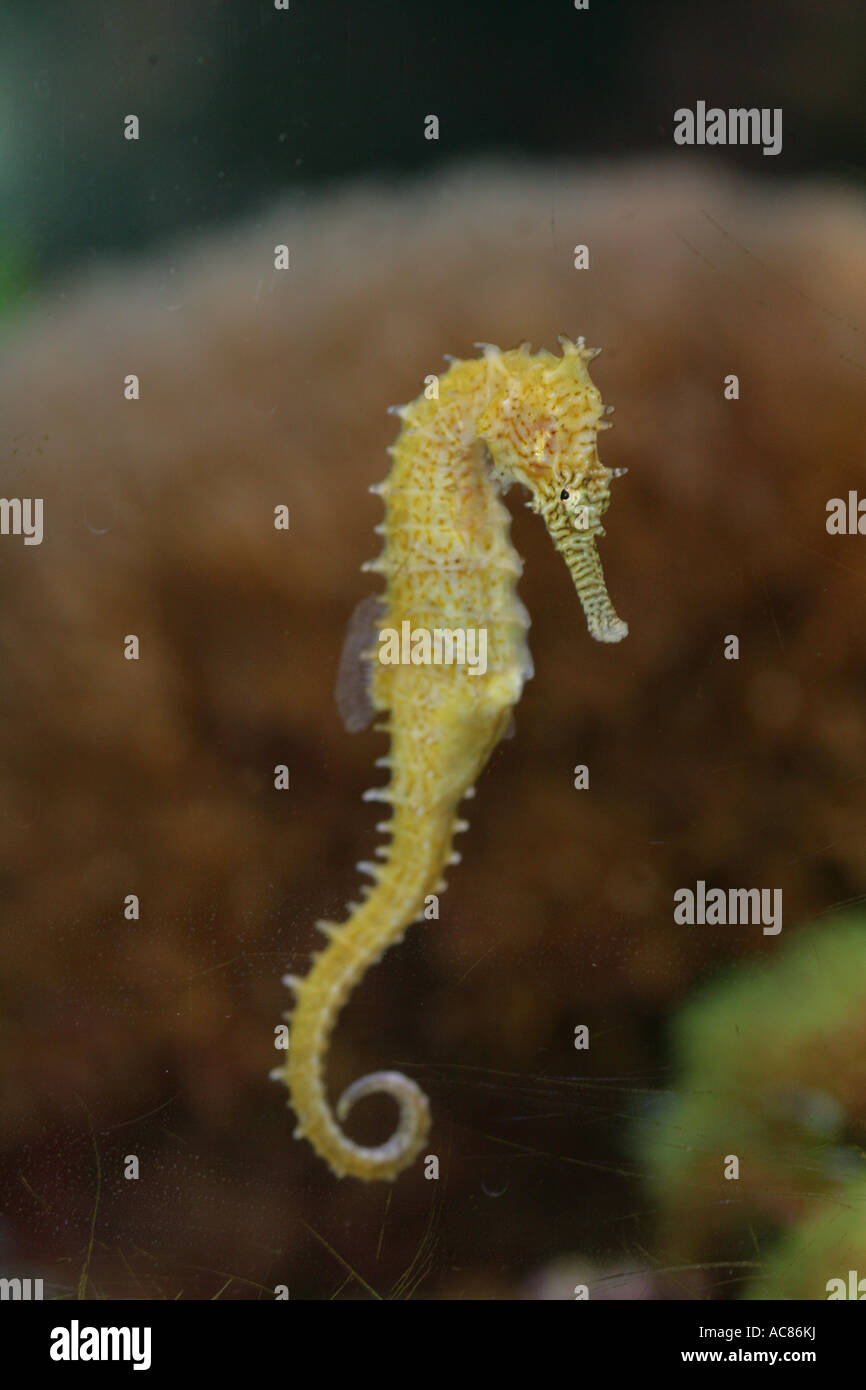 zebra-snout seahorse / Hippocampus barbouri Stock Photo - Alamy