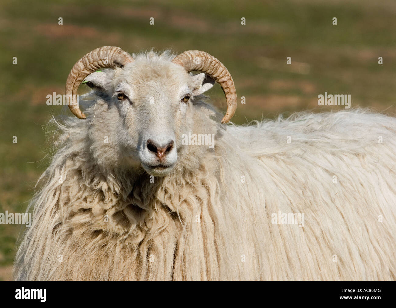 white horned heath sheep Stock Photo - Alamy