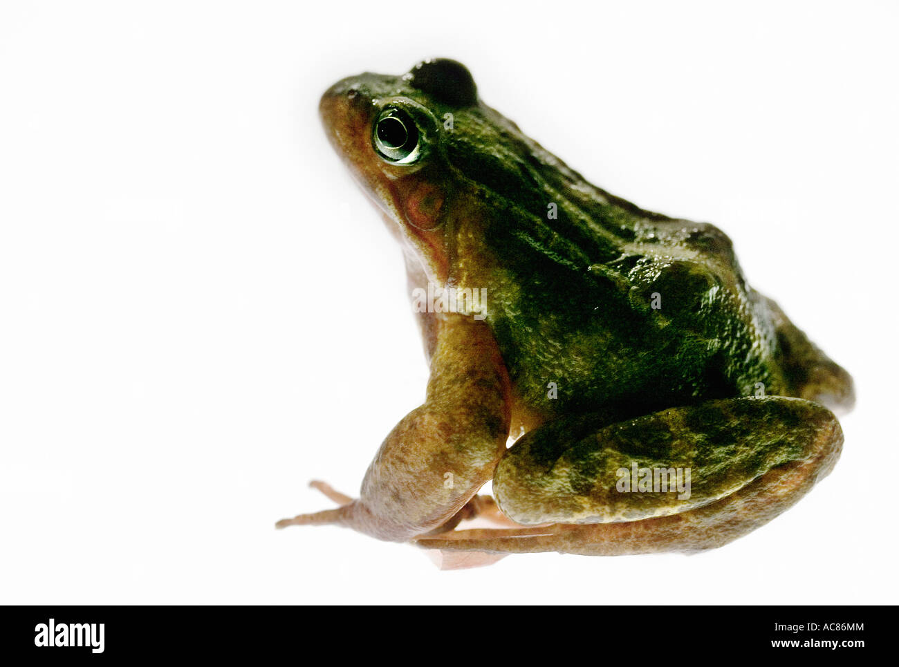 Edible frogs Cut Out Stock Images & Pictures - Alamy