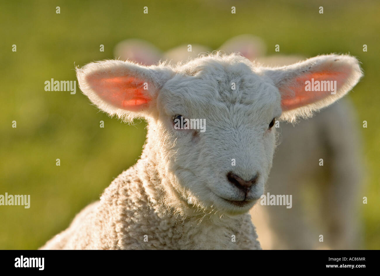 lamb - portrait Stock Photo - Alamy