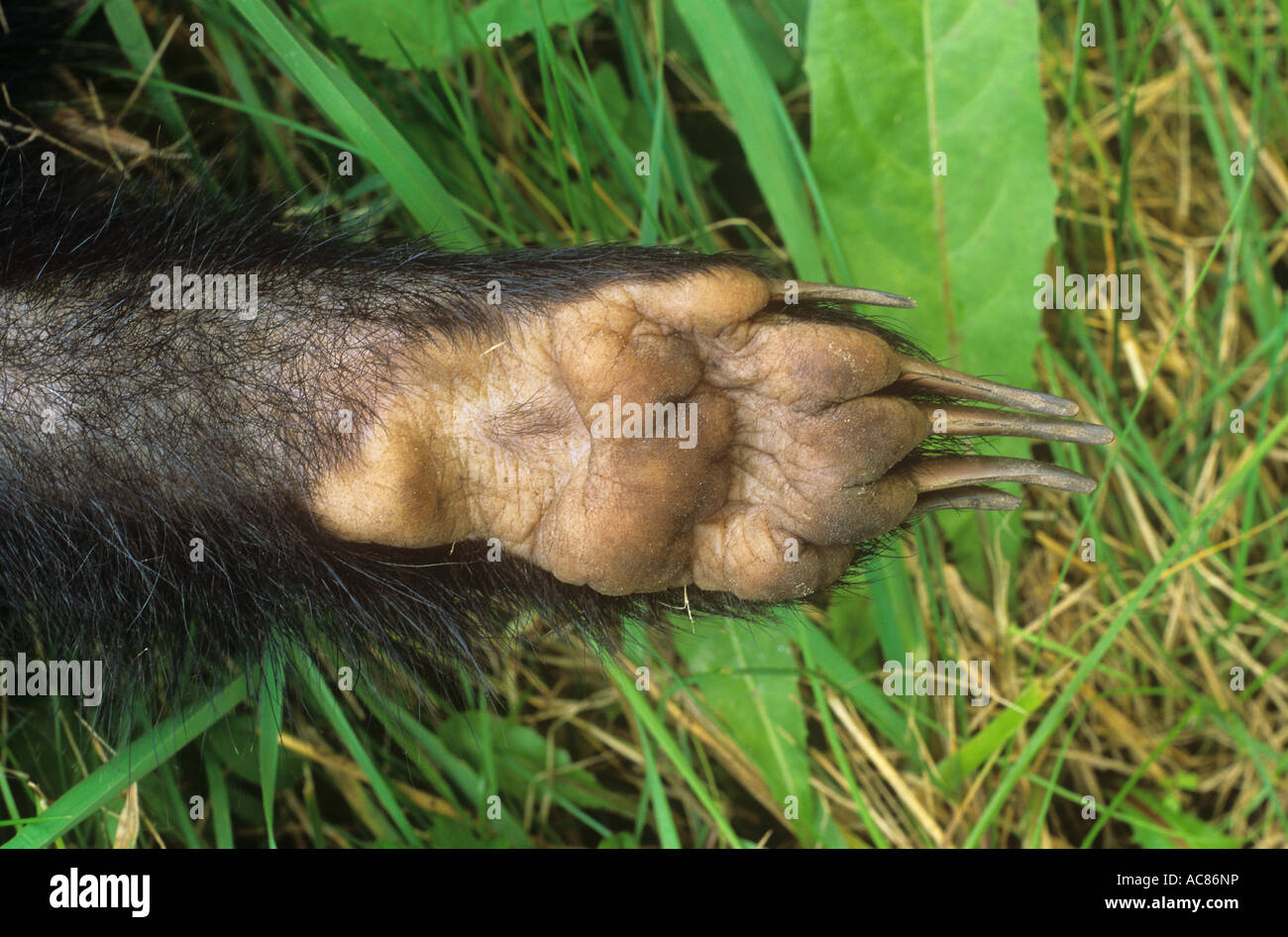 Badger paw hi-res stock photography and images - Alamy