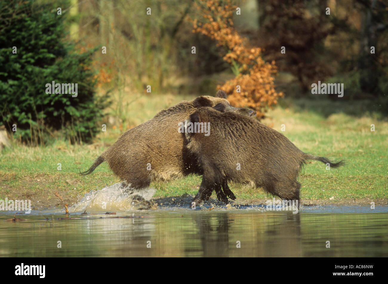 wild boar - two wild sows fighting / Sus scrofa Stock Photo - Alamy