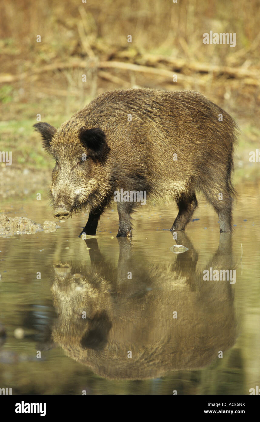 wild boar - wild sow standing in water / Sus scrofa Stock Photo - Alamy