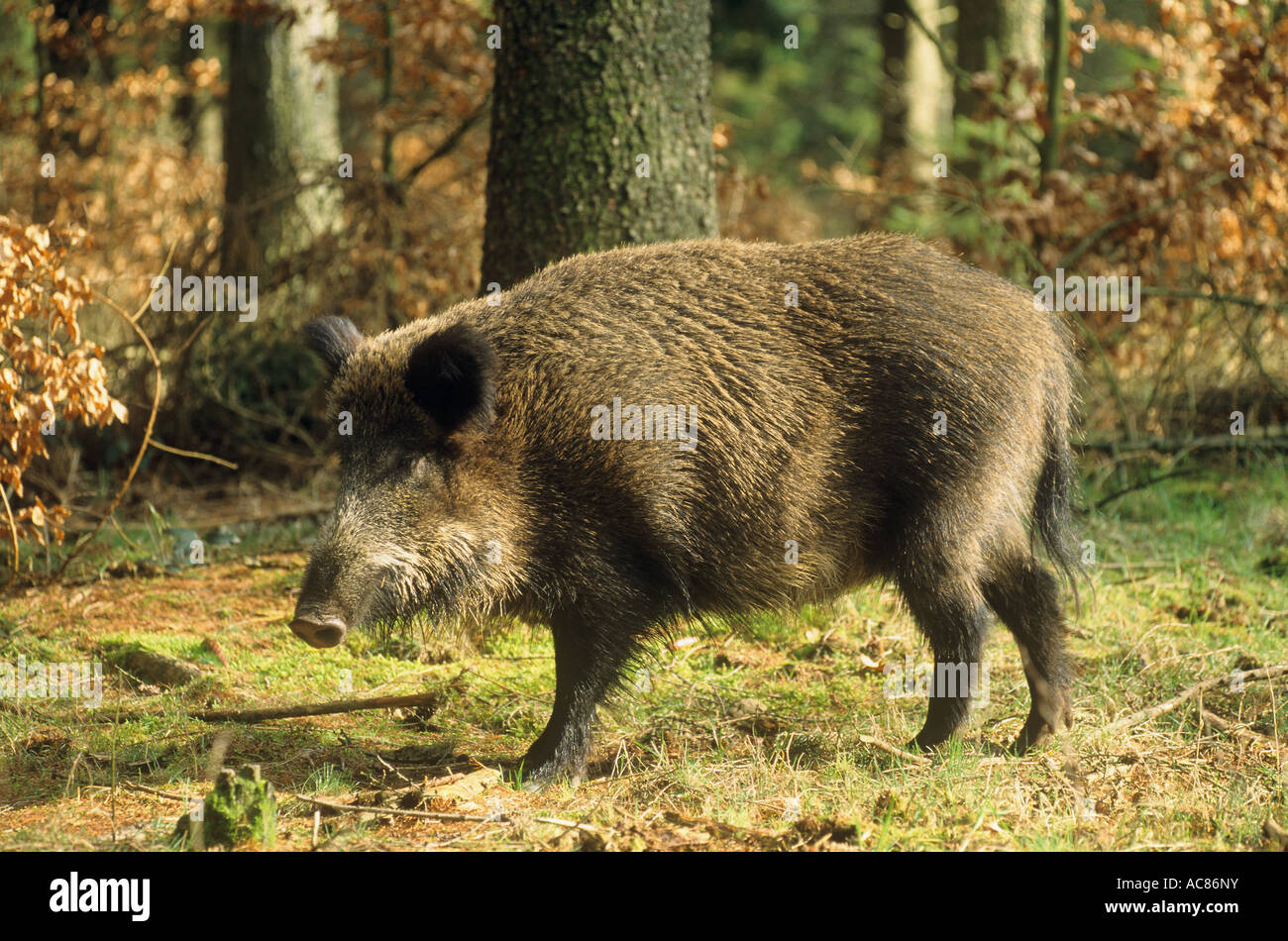 wild boar - wild sow standing / Sus scrofa Stock Photo - Alamy