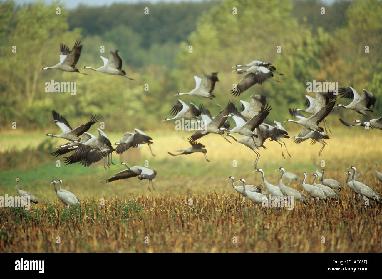 common cranes - flying / Grus grus Stock Photo - Alamy