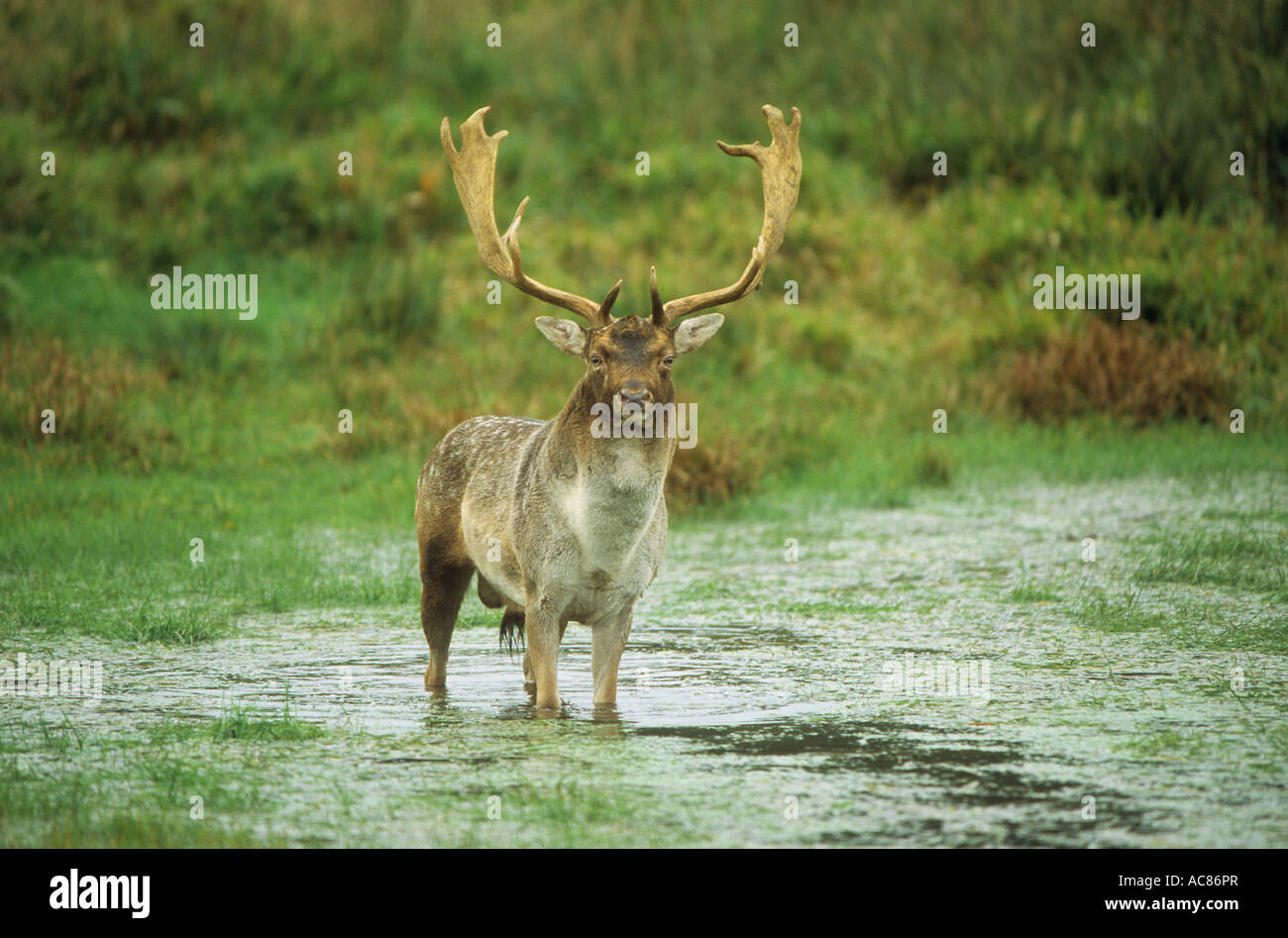 fallow deer - standing in water / Dama dama Stock Photo - Alamy