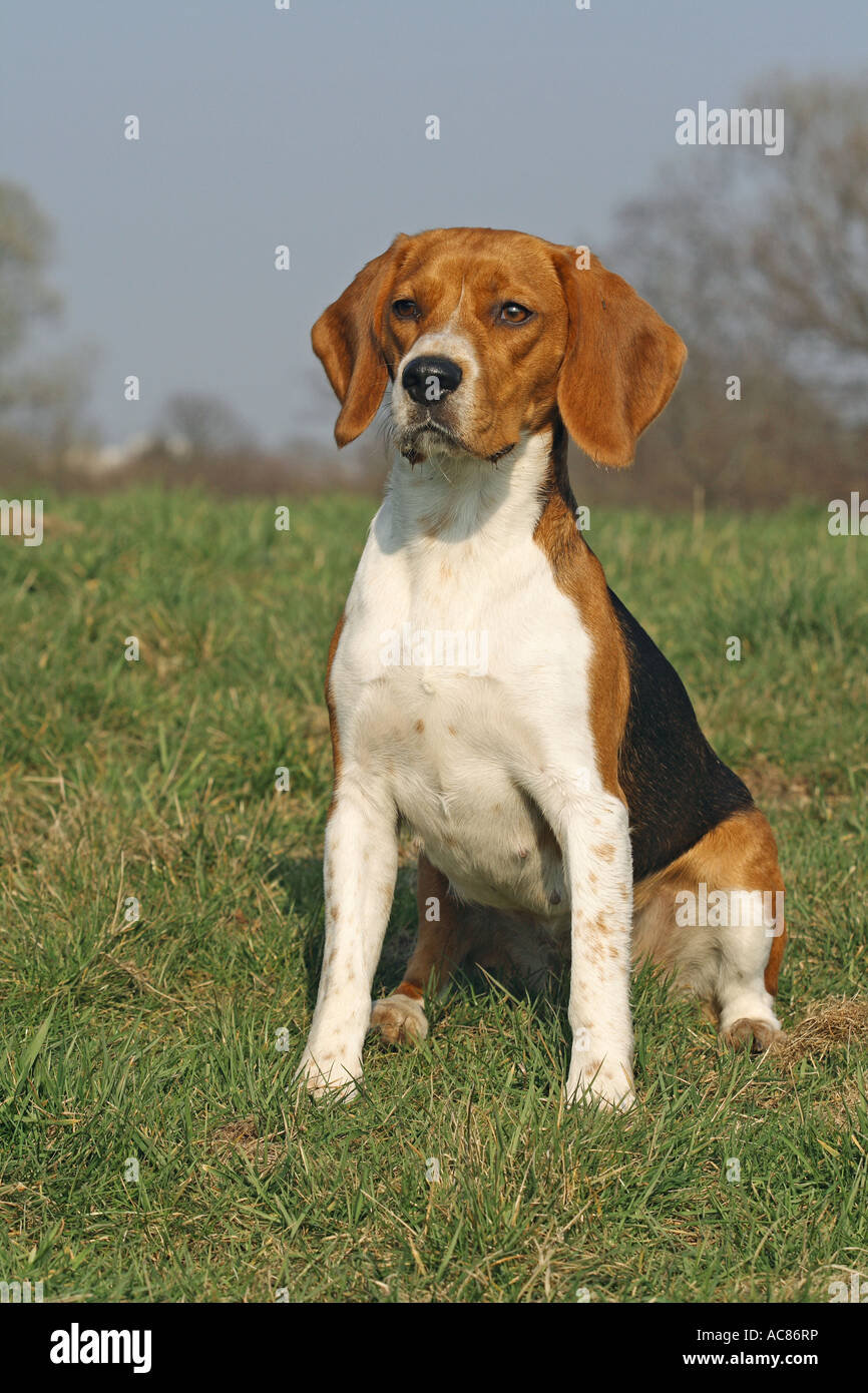 Beagle - sitting on meadow Stock Photo - Alamy