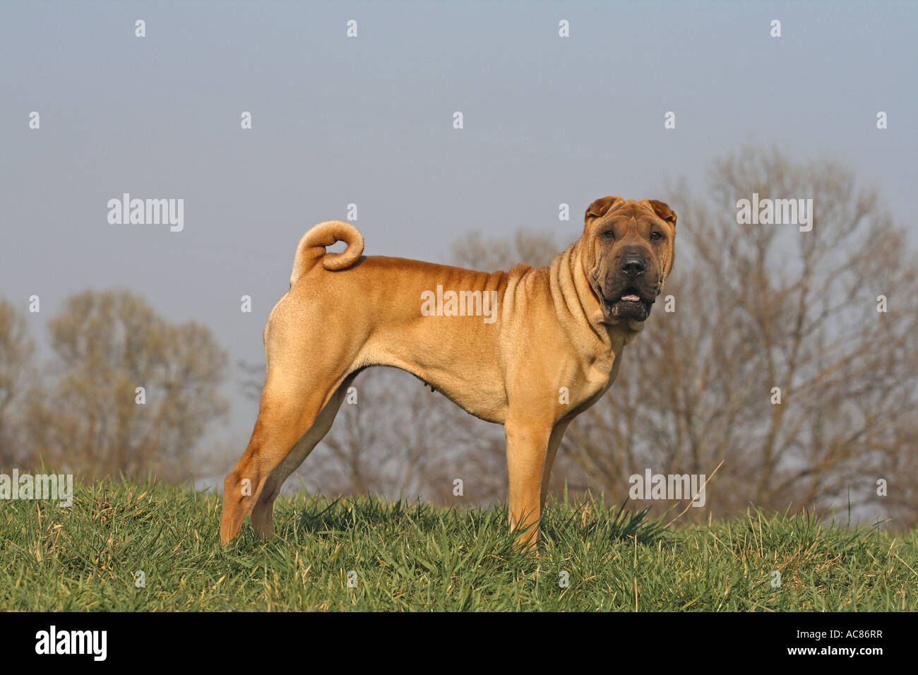 Shar Pei - standing on meadow Stock Photo - Alamy