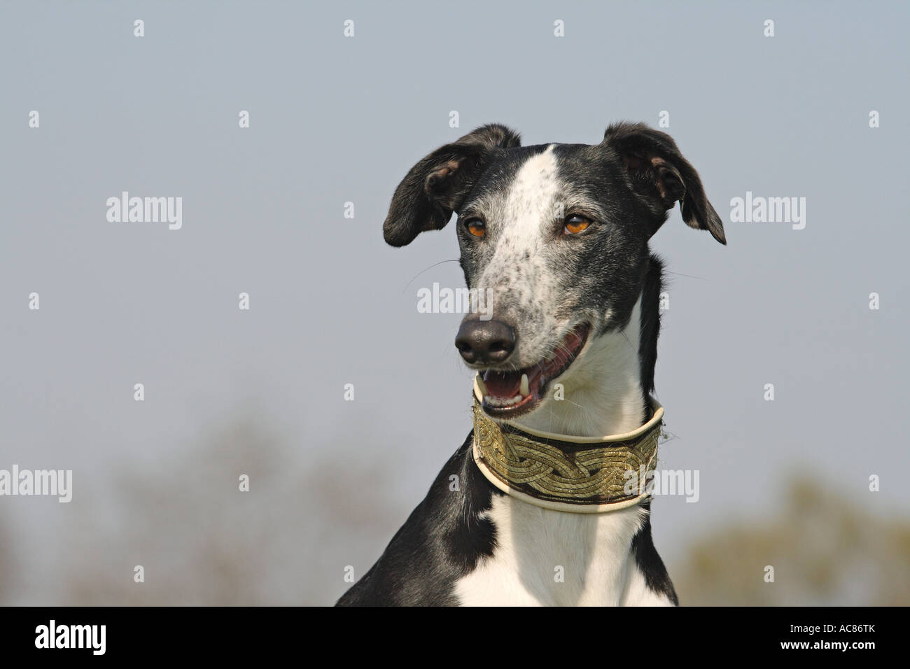 Spanish greyhound - portrait Stock Photo - Alamy