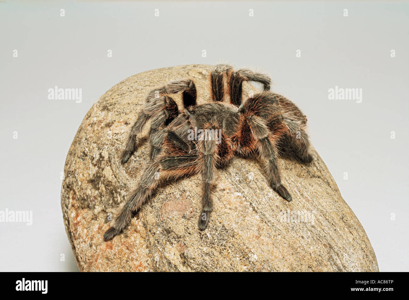 Tarantula rosa hi-res stock photography and images - Alamy