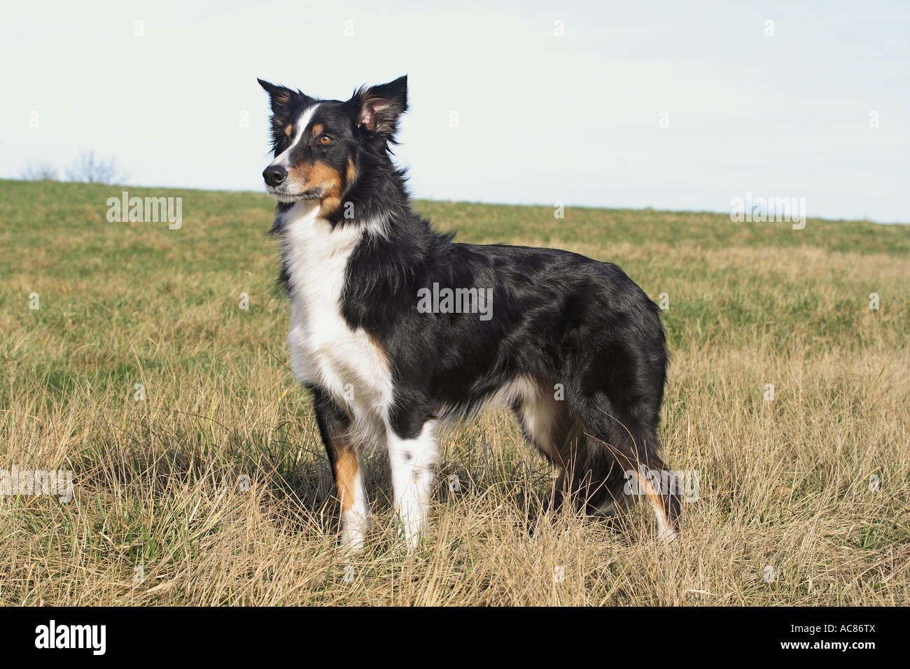 Border Collie - standing on meadow Stock Photo - Alamy