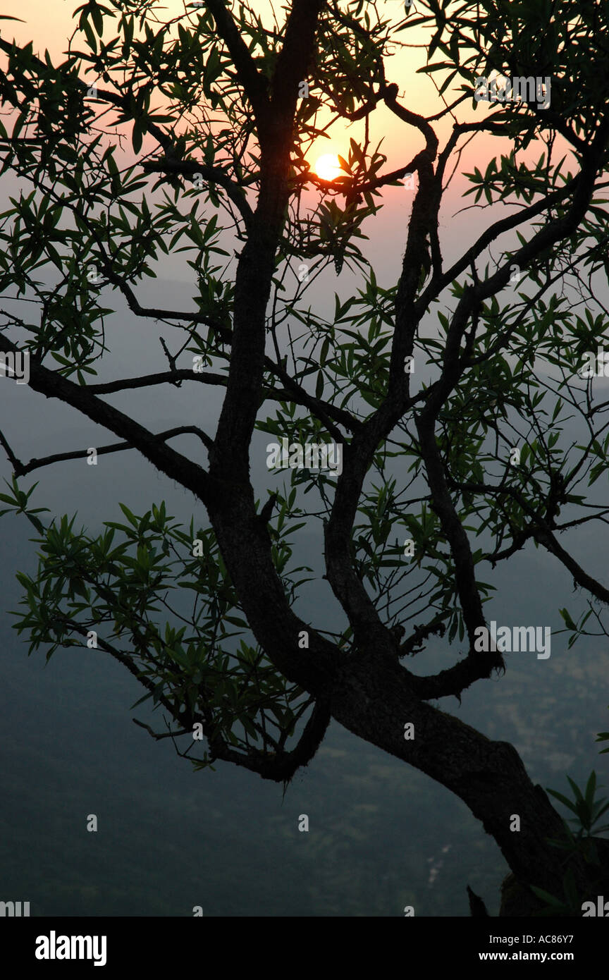 Trees india sunset hi-res stock photography and images - Alamy