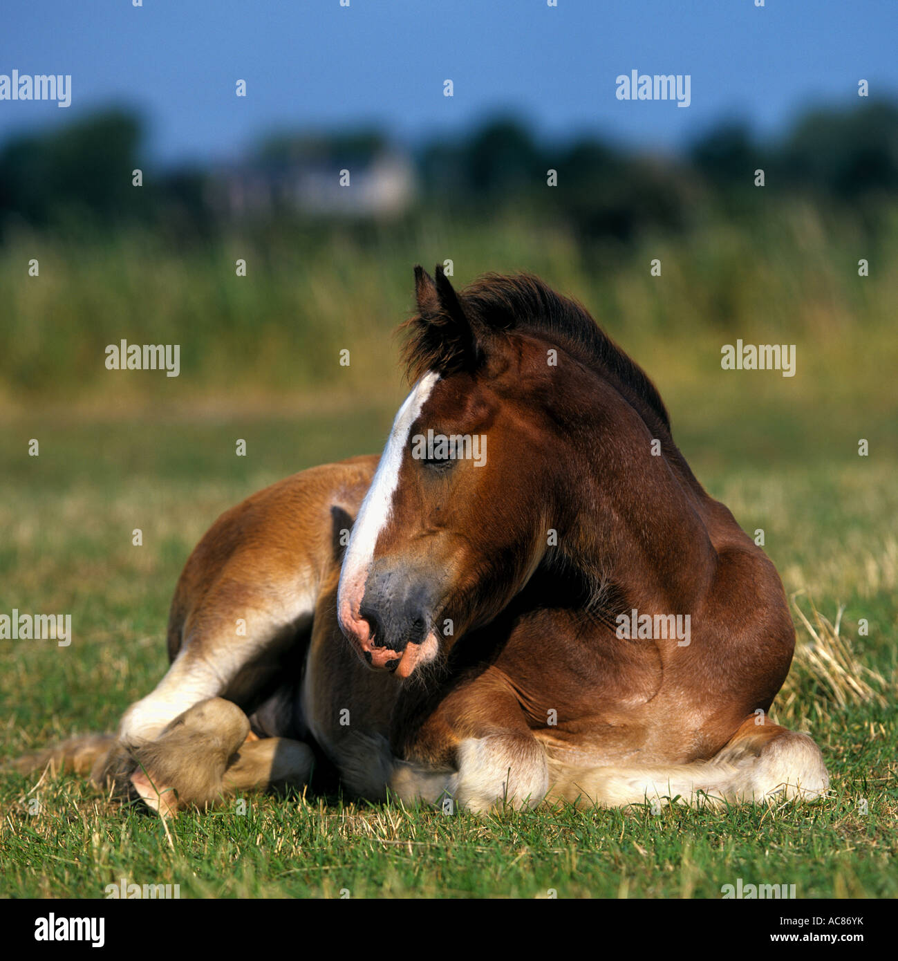 Shirehorses High Resolution Stock Photography and Images - Alamy