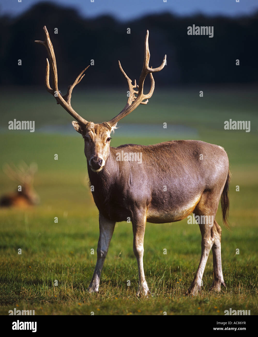 Davids deer hi-res stock photography and images - Alamy