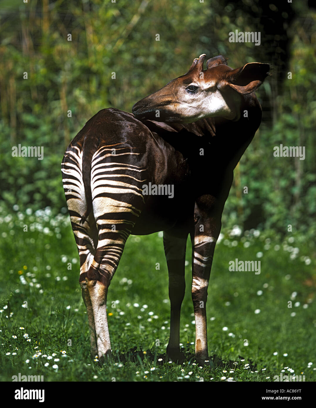 Okapi wild hi-res stock photography and images - Alamy