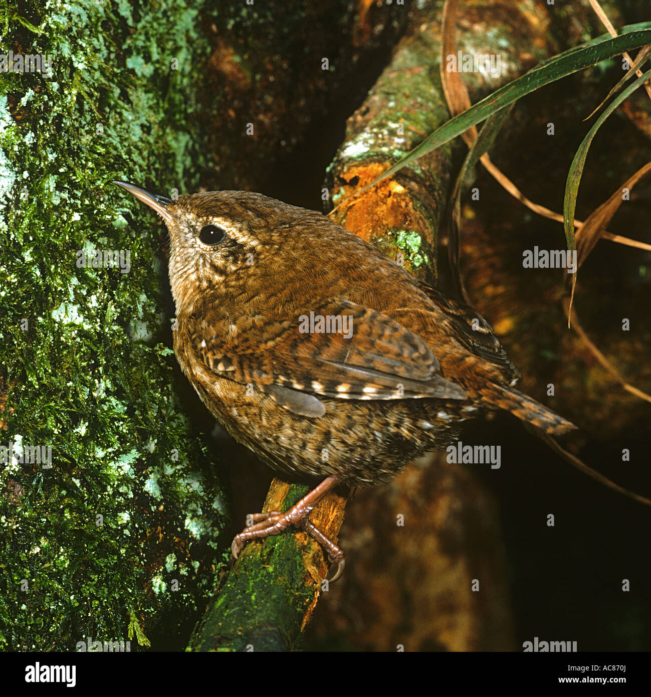 Troglodytes troglodytes troglodytidae hi-res stock photography and ...