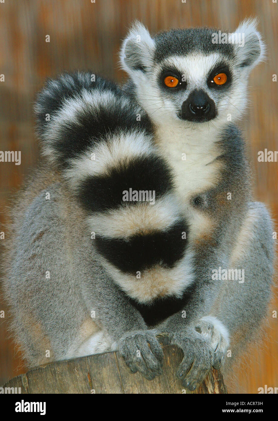 ring-tailed lemur - sitting / Lemur catta Stock Photo - Alamy