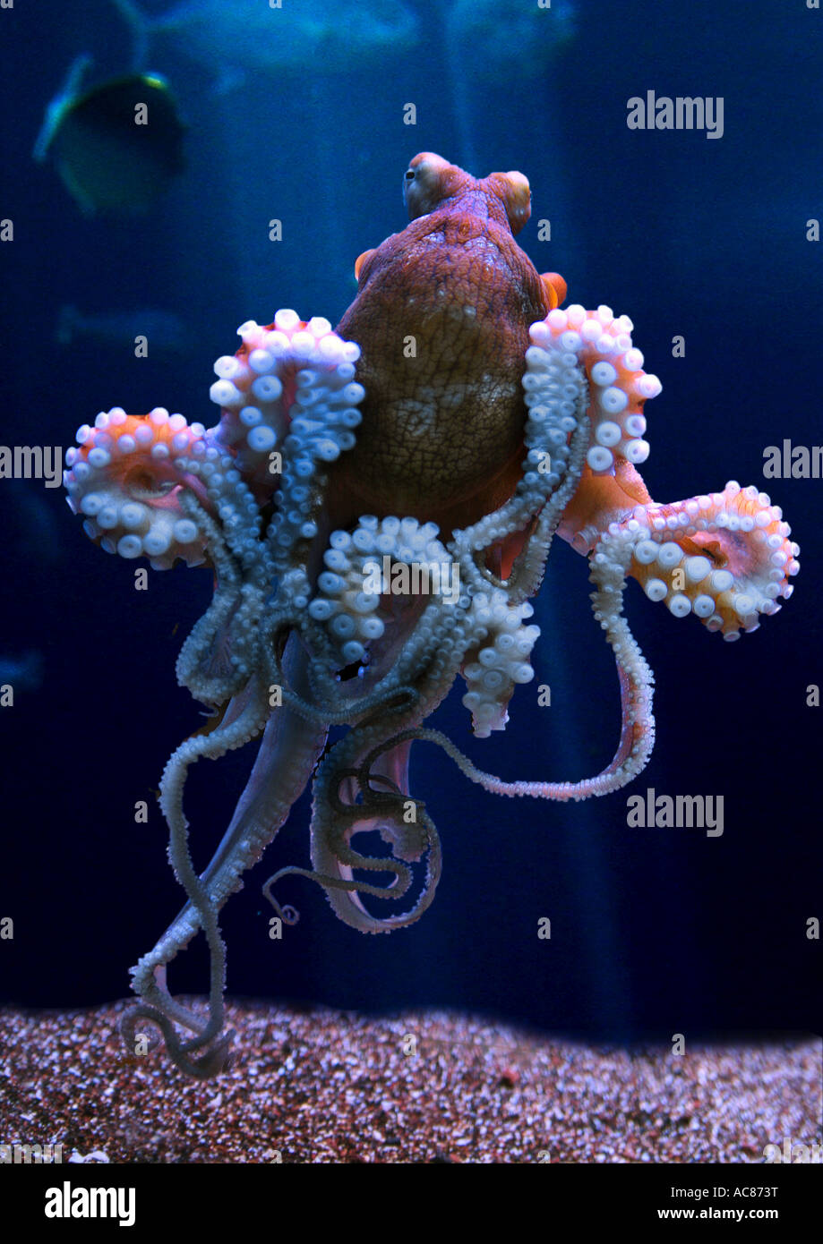 Octopus clinging to an aquarium window Stock Photo - Alamy