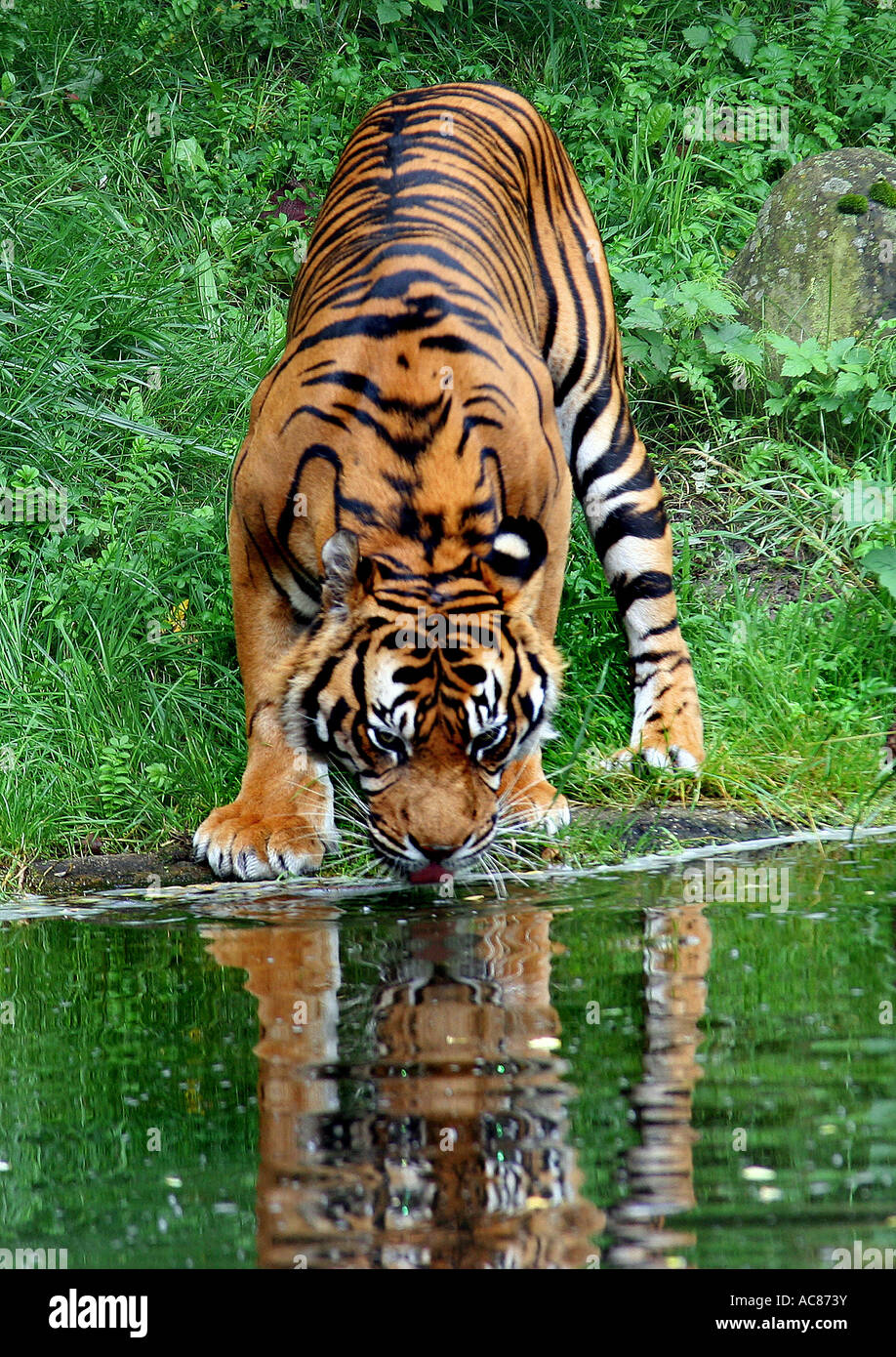 Sumatran tiger - drinking / Panthera tigris sumatrae Stock Photo - Alamy