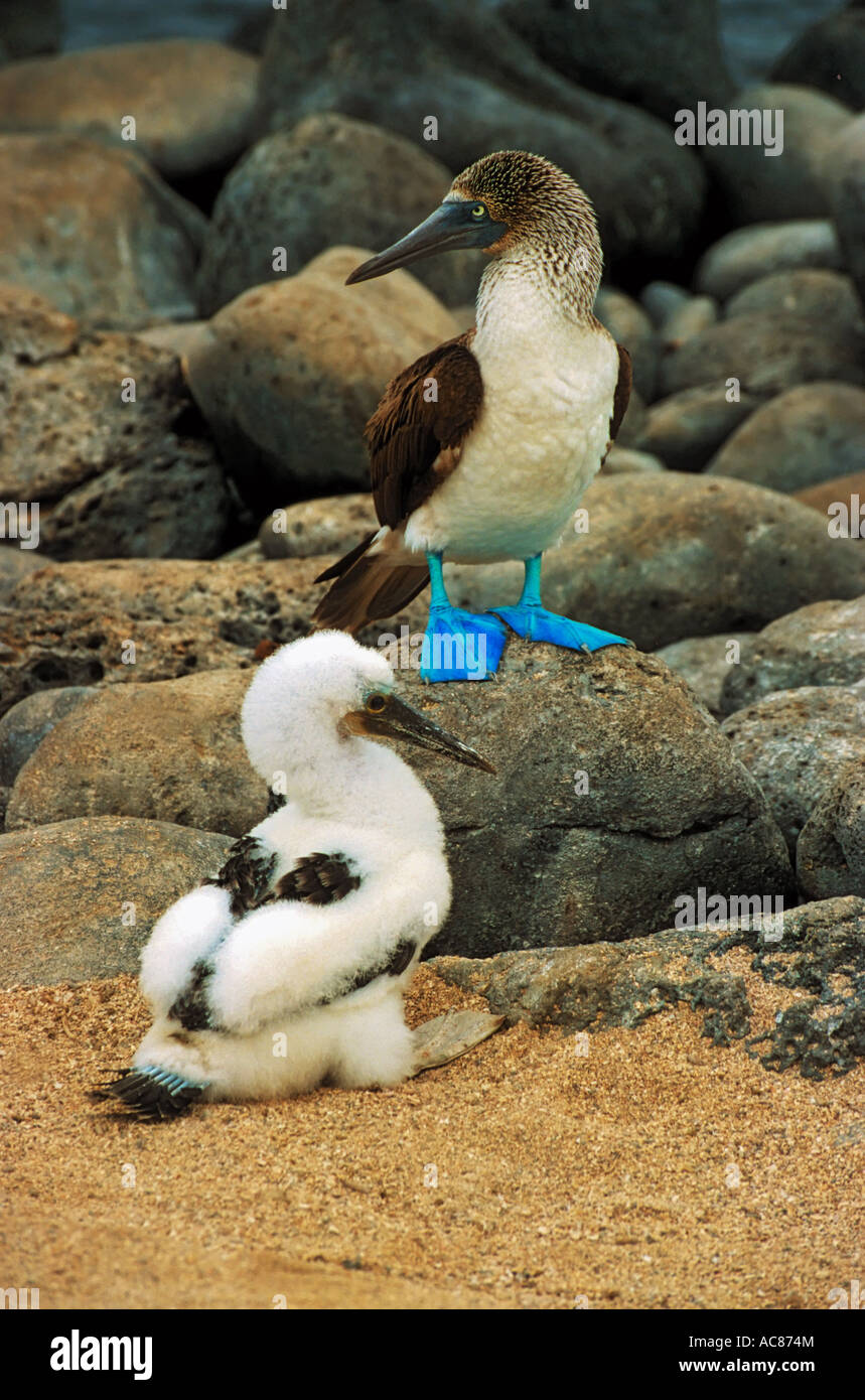 Blue Footed Bobby High Resolution Stock Photography and Images - Alamy