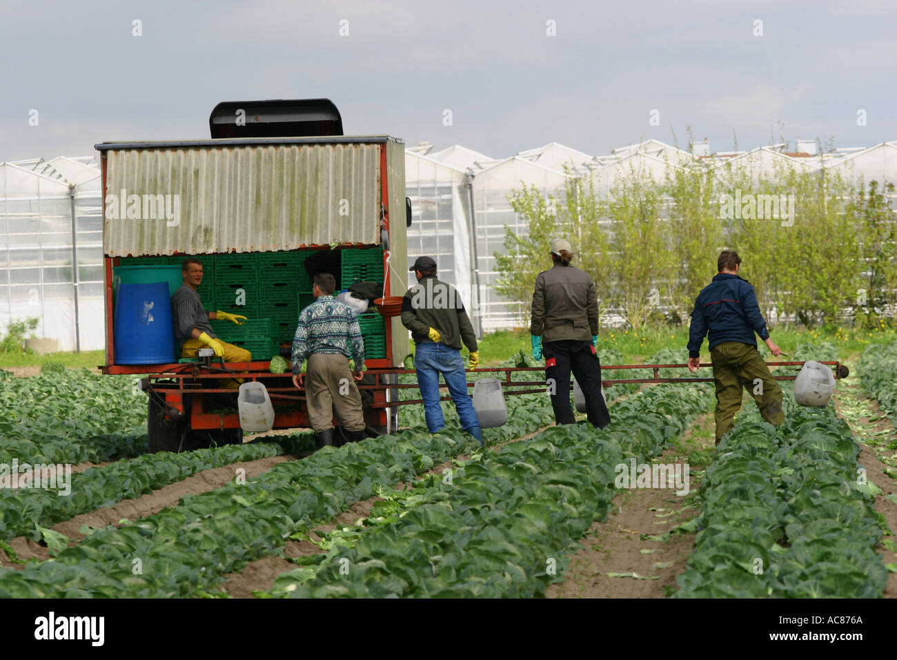 Harvesting common cabbage hi-res stock photography and images - Alamy